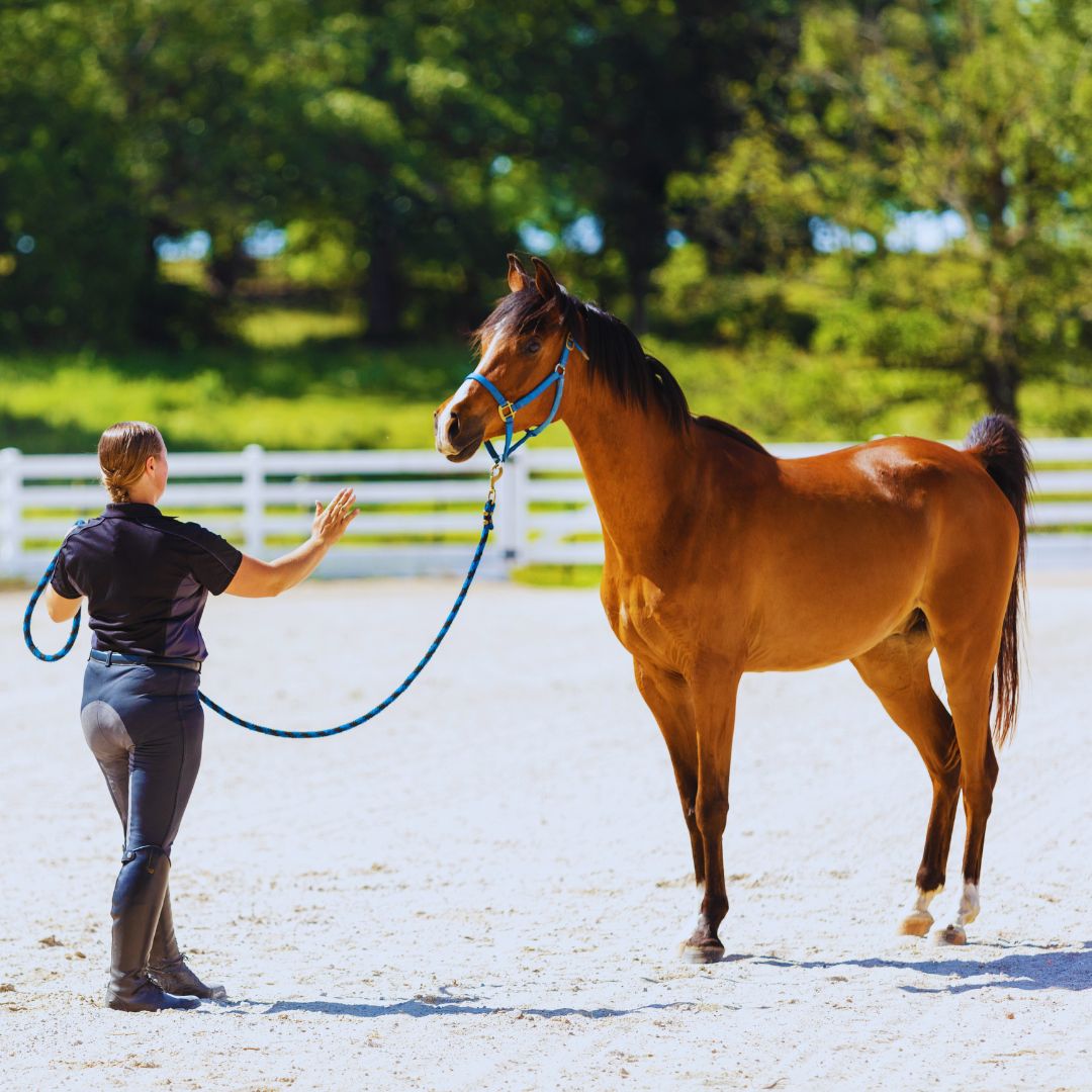 Exploring Natural Horsemanship Training - Beechy Horsemanship